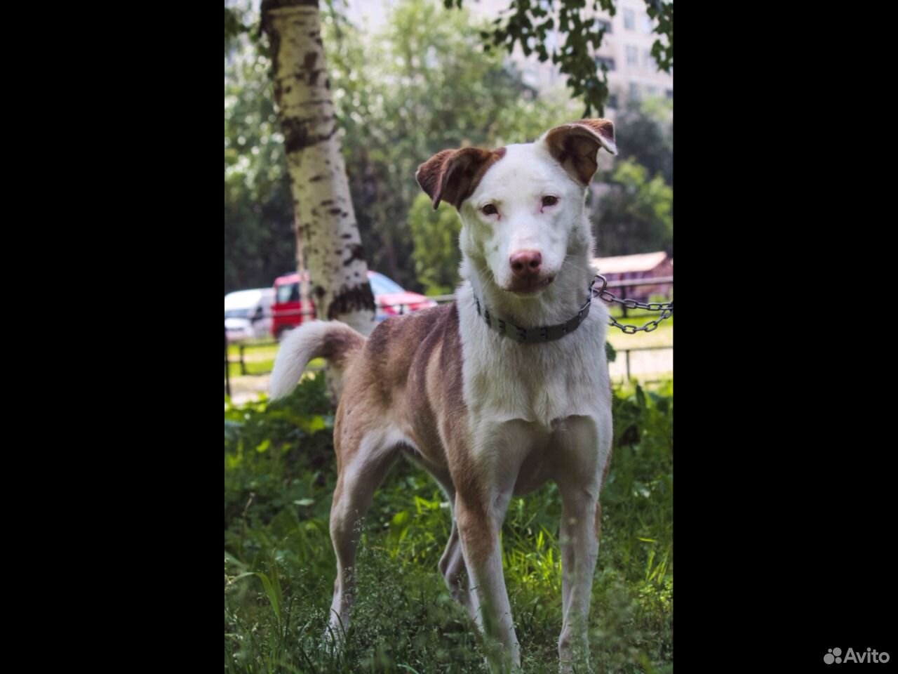 Собака Марго в добрые руки