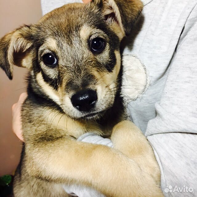 Плюшевый щенок Люси в добрые руки