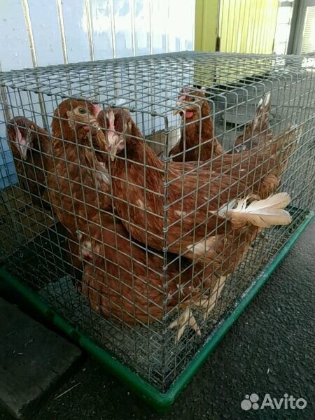 Куры продажа в городе