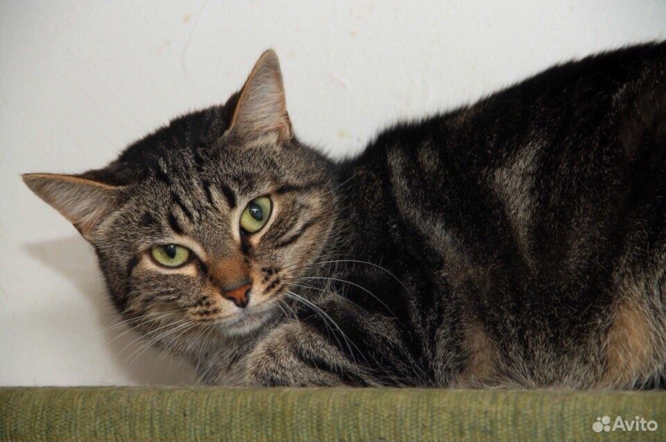 В дар добрым людям славная кошечка Маришка