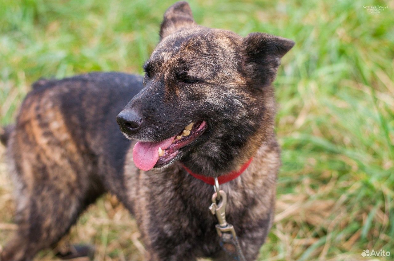 Стеша собака в добрые руки