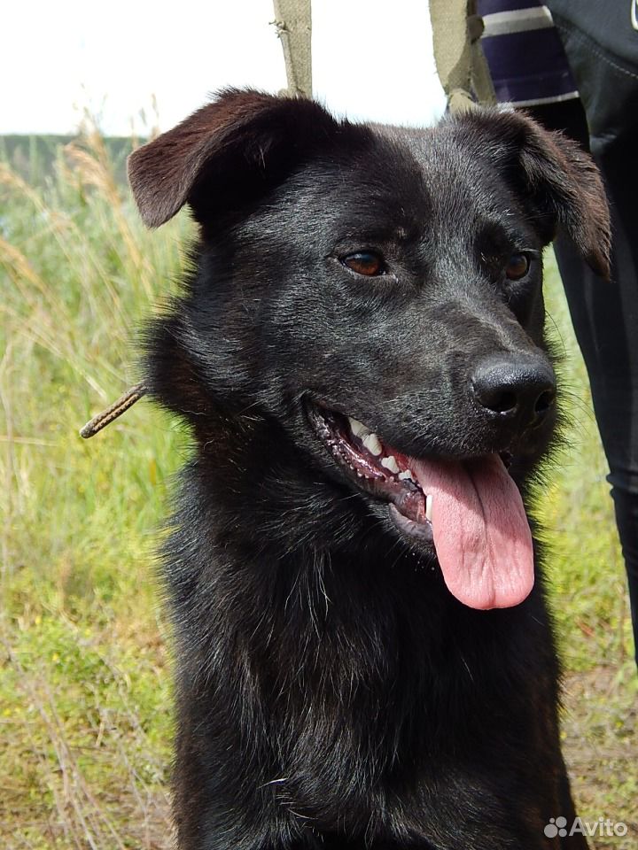 Шикарная молодая собачка Боня