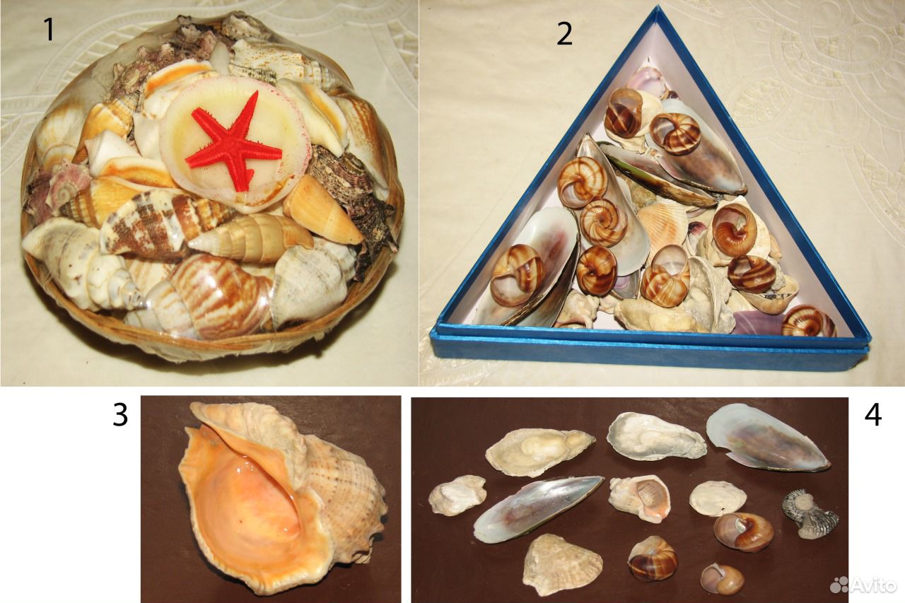 Ракушки разные