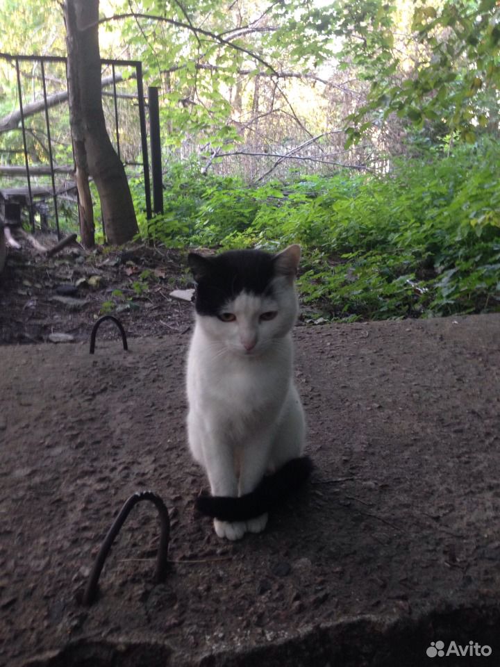 Белый котик пристраивается