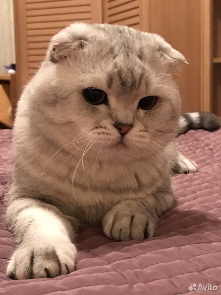 Вязка с Шотландским Котом