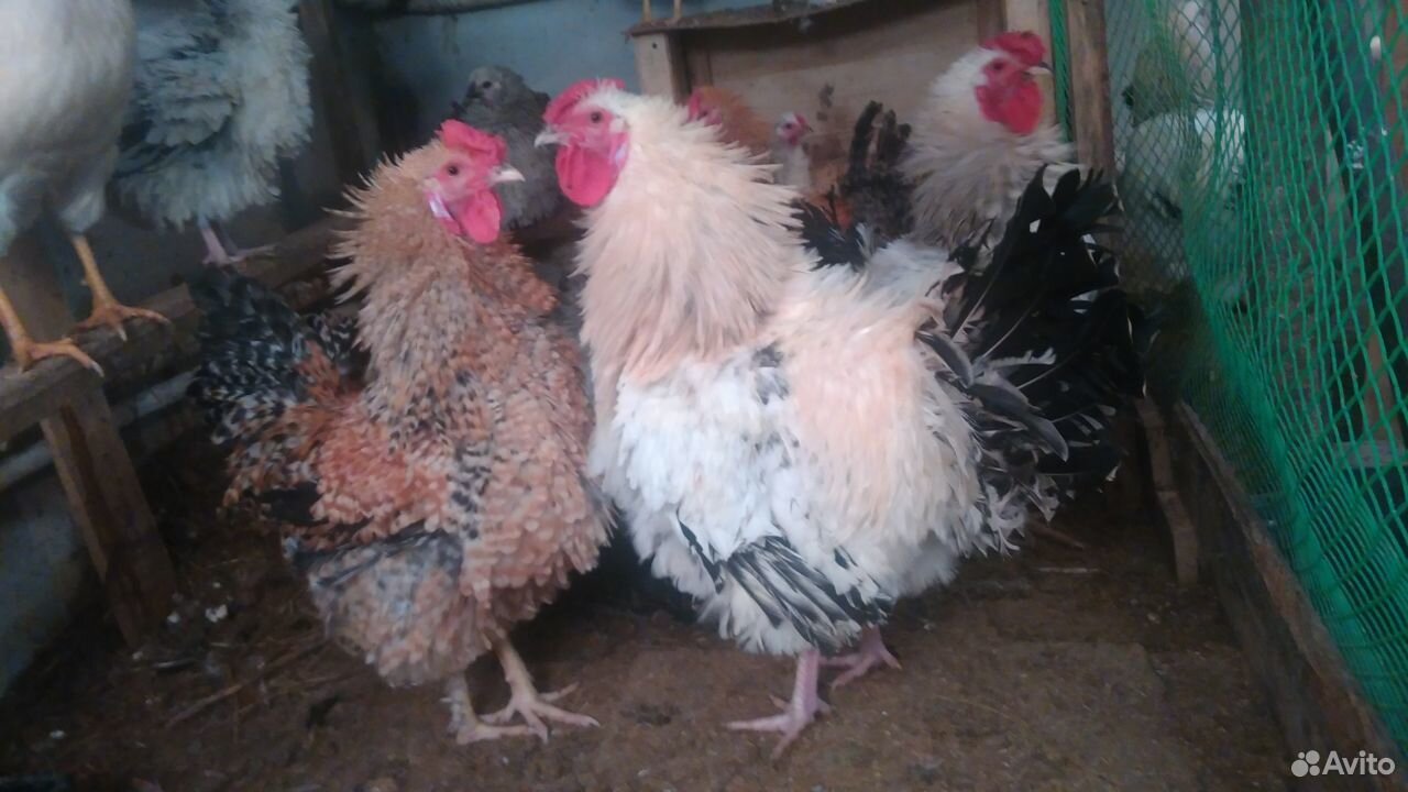 Петухи, индюки