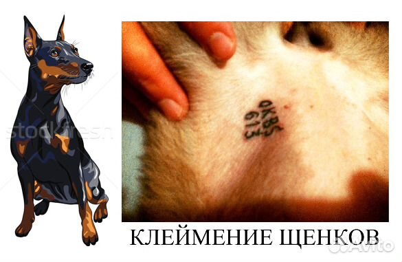 Щенков пинчерята клеймение