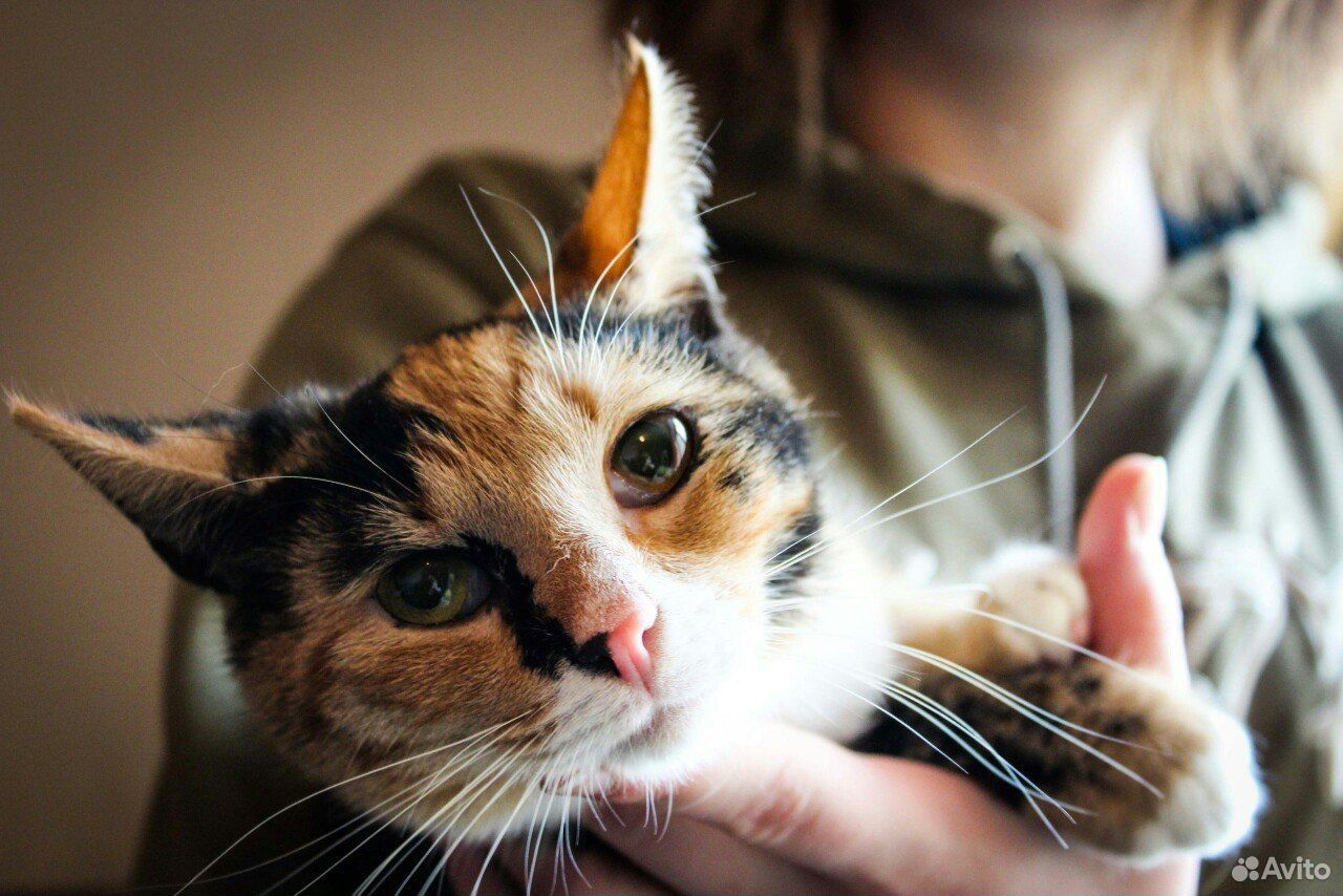 Котёнок пуговка