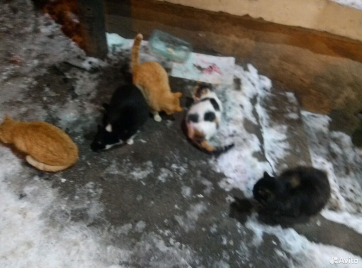 Коты/кошки ждут любящих хозяев и теплый дом