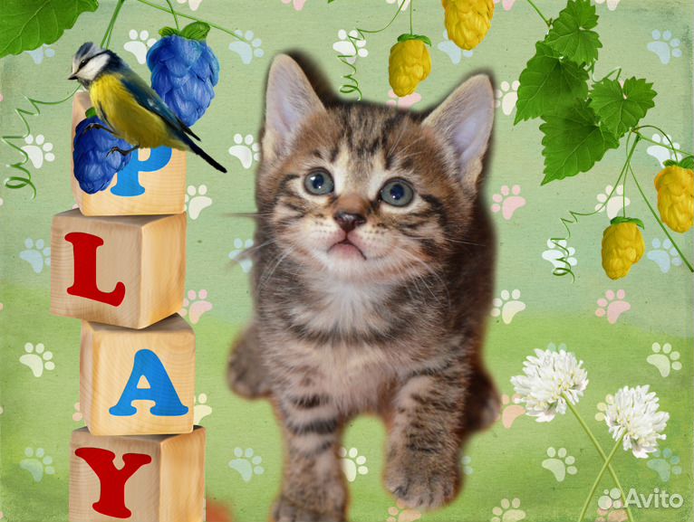 Очень красивые котята девочка и мальчик от породис