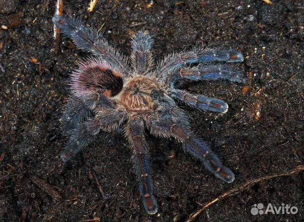 Продаю самку паука-птицееда Avicularia diversipes