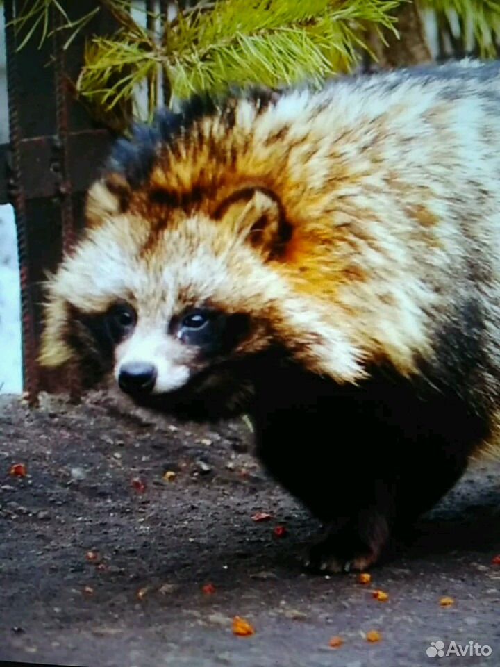 Енотовидная собака