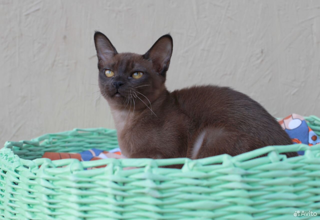 Соболиная девочка евробурмы