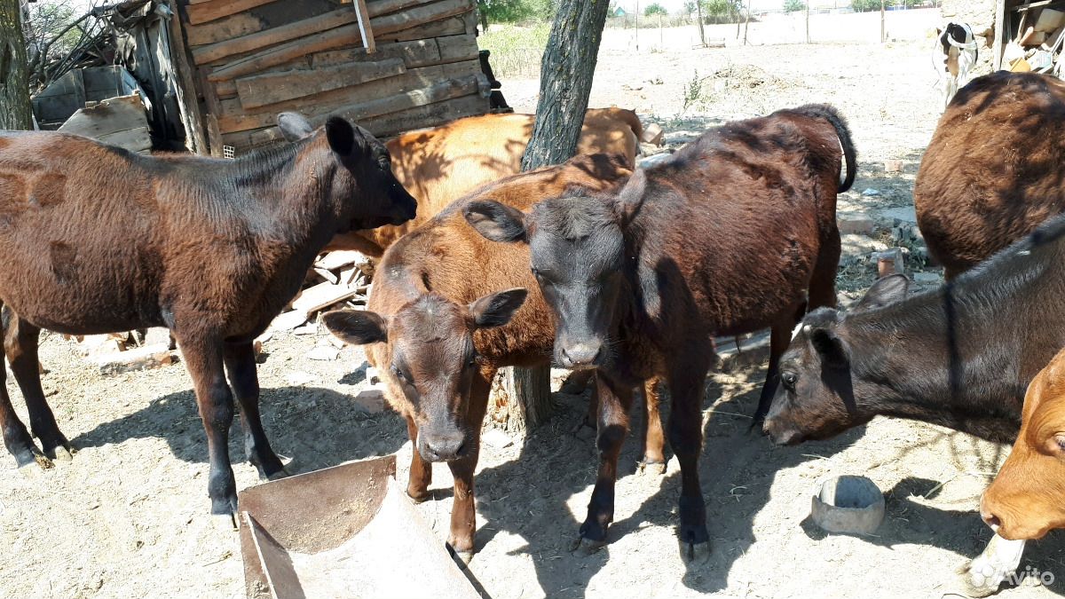 Продаются телята