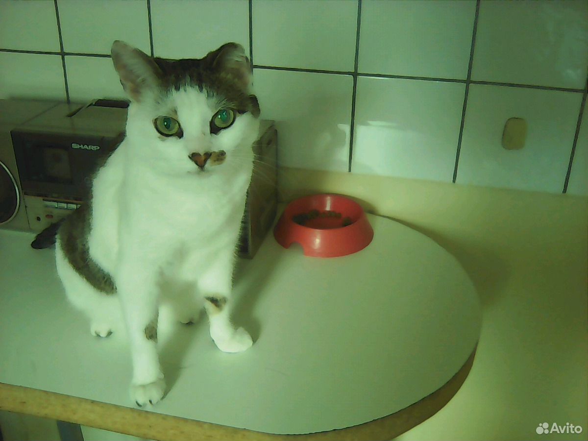 Кошечка Дюймовочка