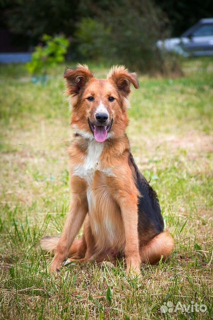 Щенок Вальтер в добрые руки
