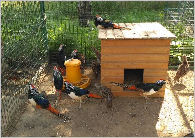 Фазаны золотые и алмазные