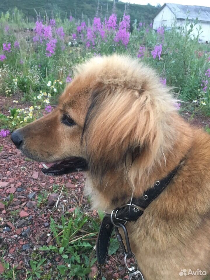 Угроза усыпления Отдадим Тайсона из приюта