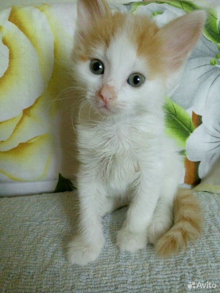 Котёнок