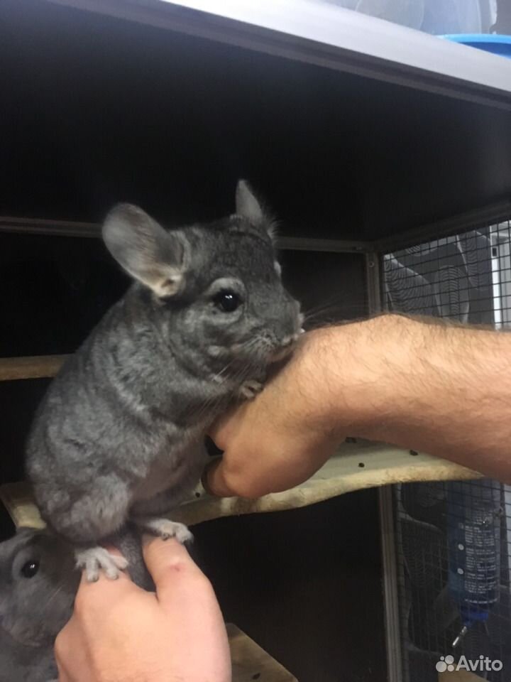 Продаётся шиншиллёнок