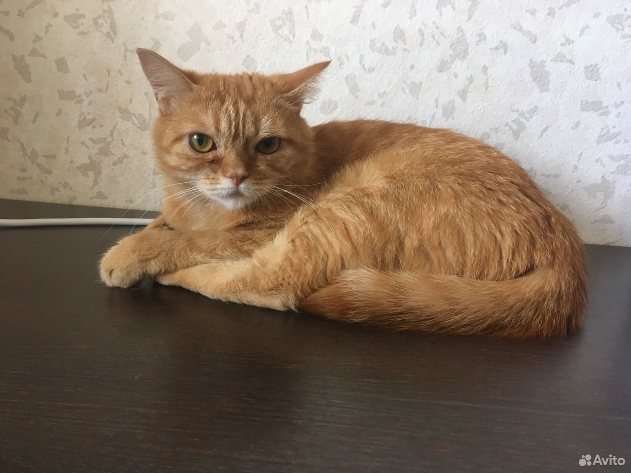 Кошка в добрые руки