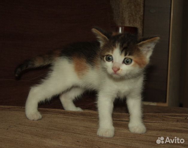 Котята маленькие разных мастей отдам