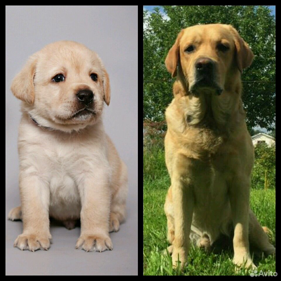 Вязка кобель лабрадор