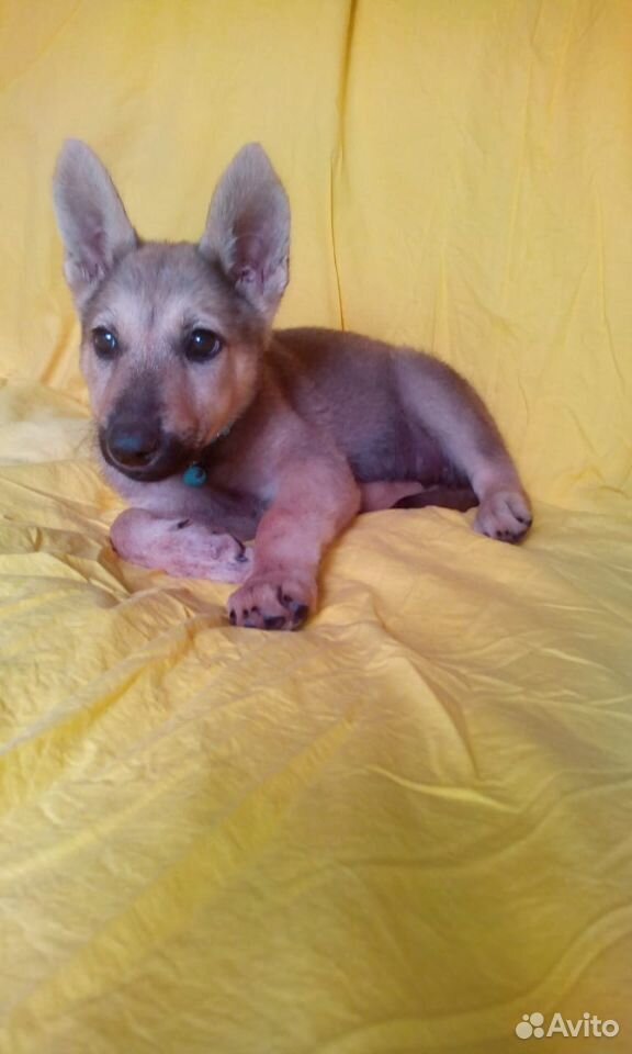 Ушастик Кира в дар