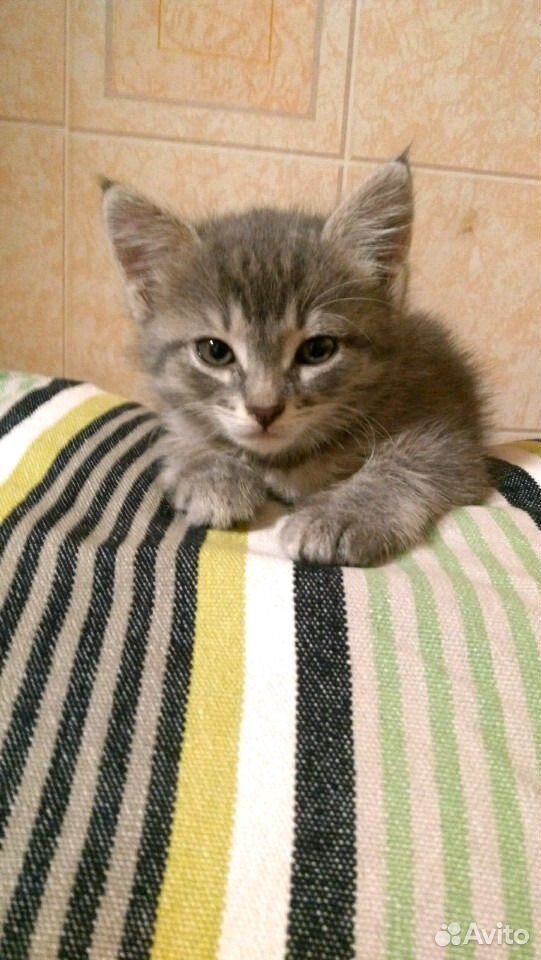 Котенок Рыська