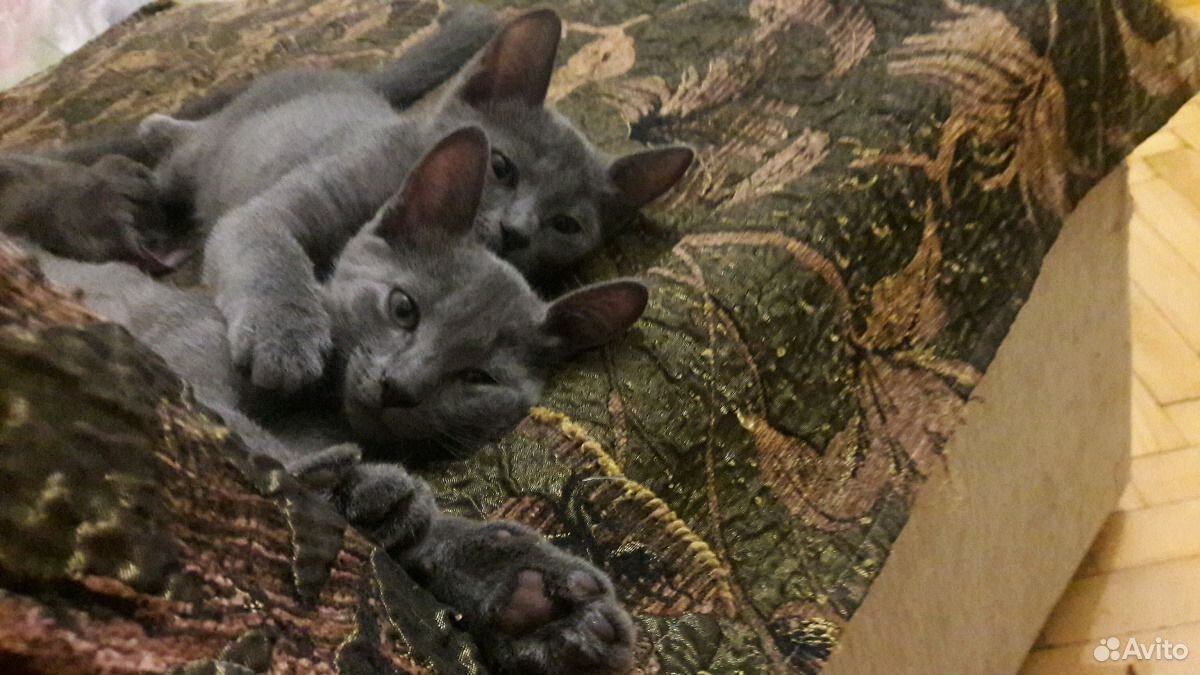 Котята русские голубые