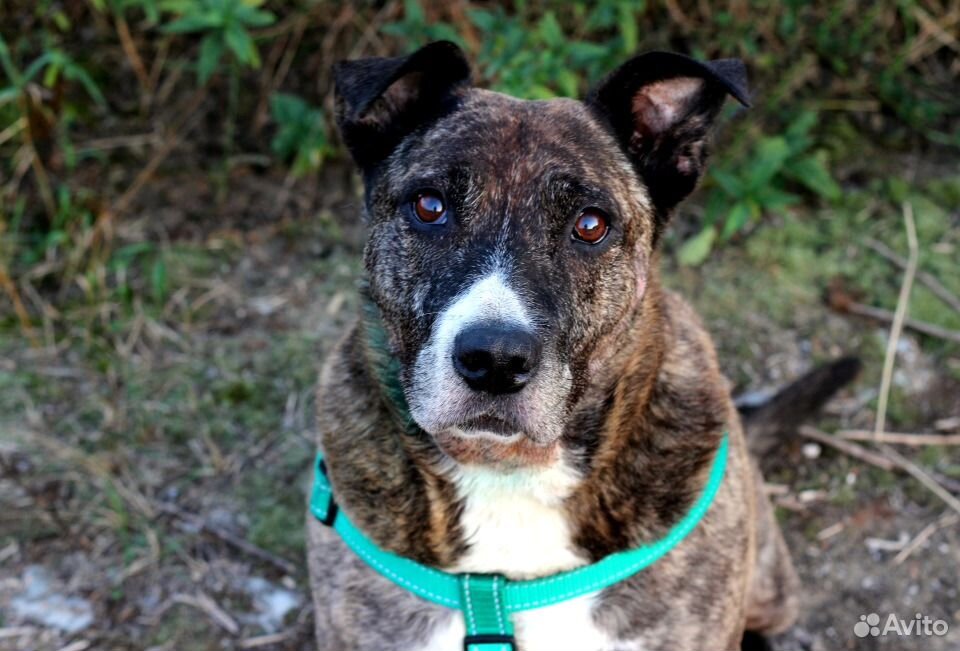 Море позитива и тепла в добрые руки