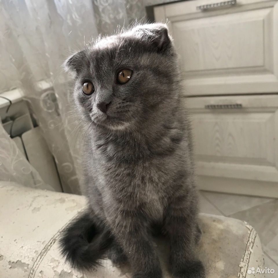 Шотландская вислоухая девочка 2 месяца