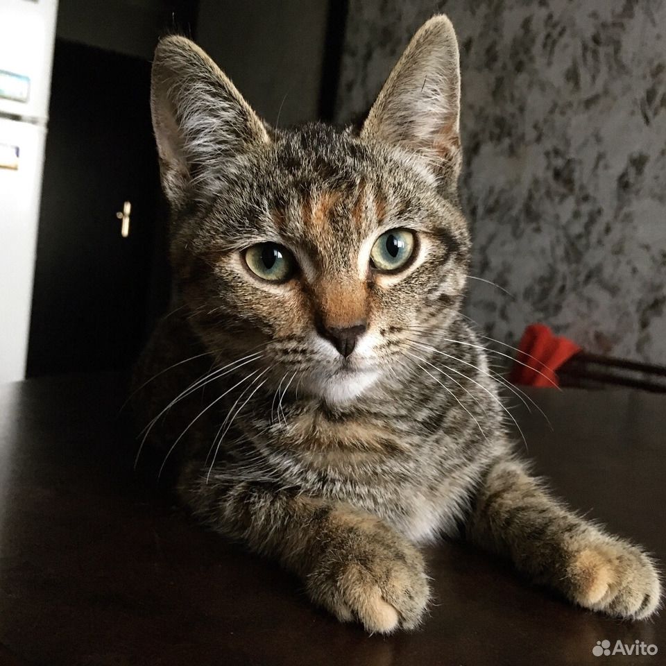 Кошечку найденыша в добрые руки