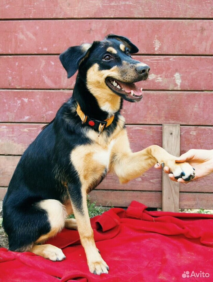 Метис Немецкого пинчера ищет добрые ручки