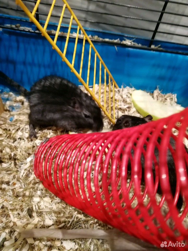 Мышки песчанки