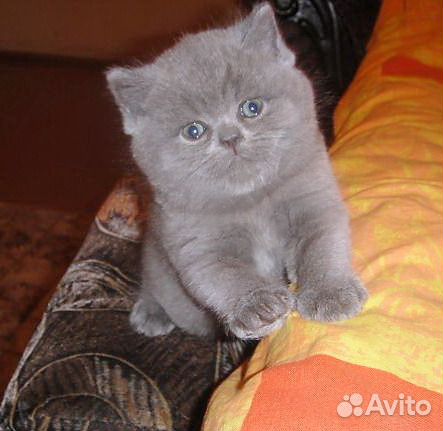 Британский плюшевый котик Мартин