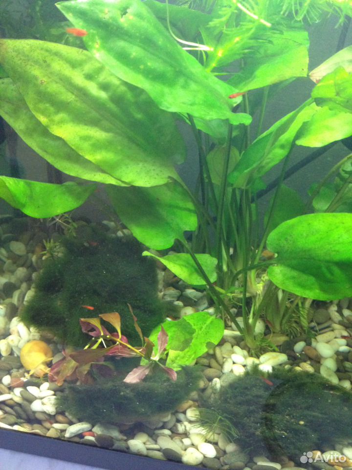 Продаю крипотокорину и апоногетон