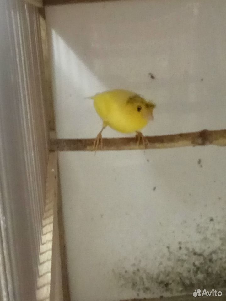 Канарейки и другие птицы