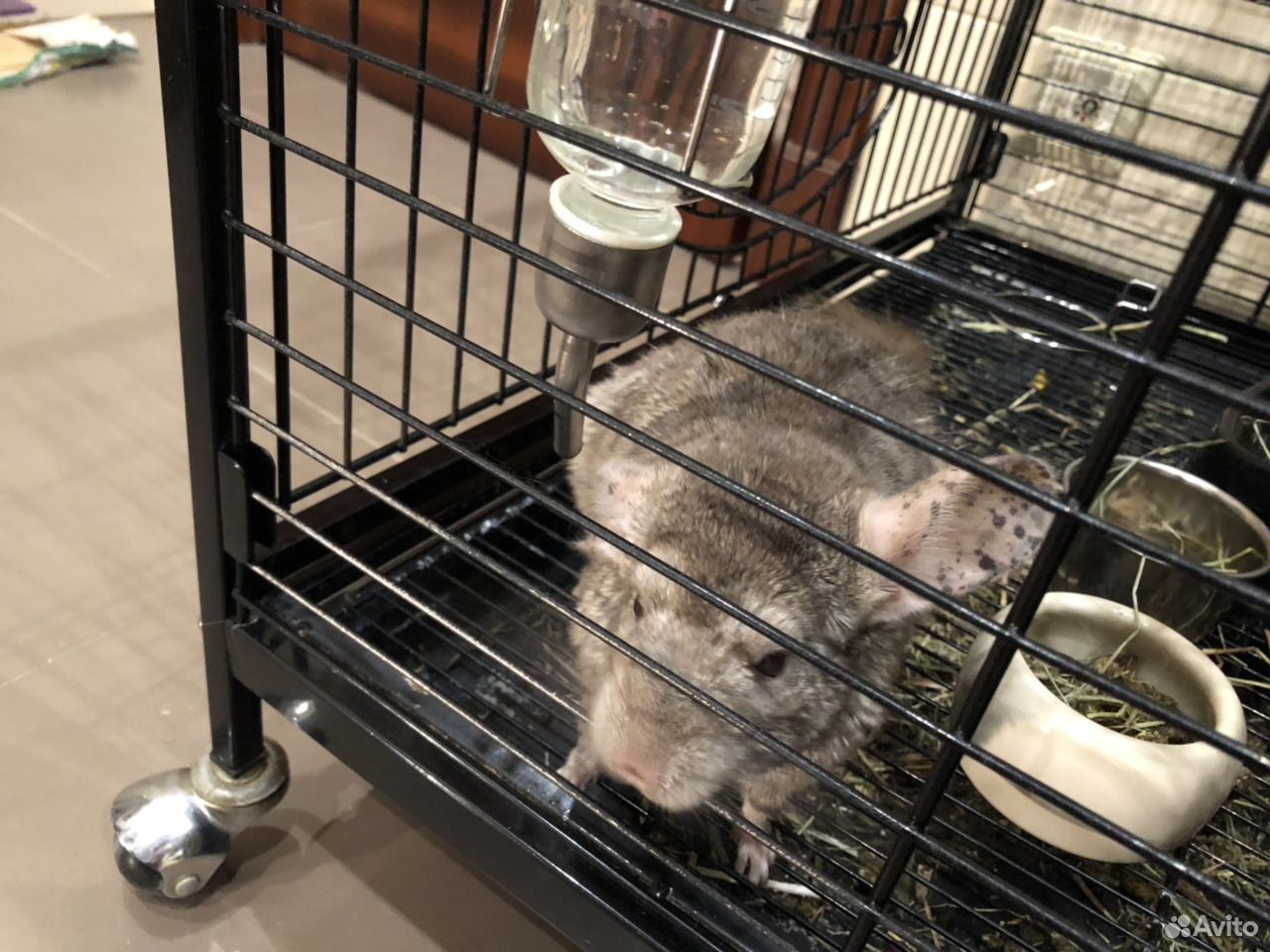 Семья шиншилл