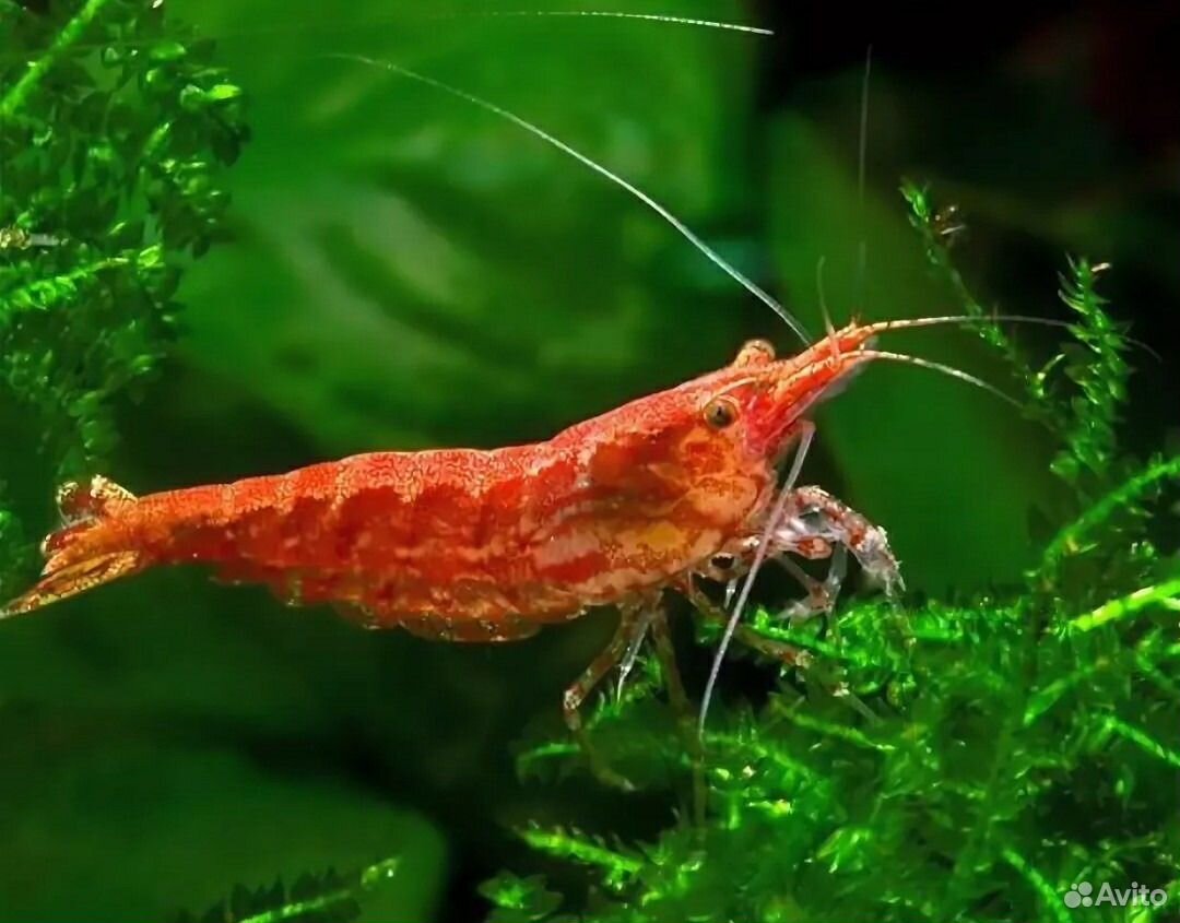 Креветки Черри, улитки и растения