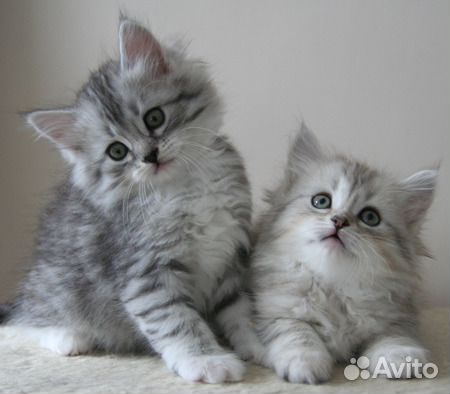 Сибирский котенок с документами от чемпиона мира