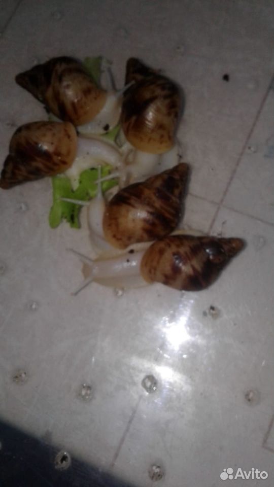 Улитки Ахатины (Альбиносы)