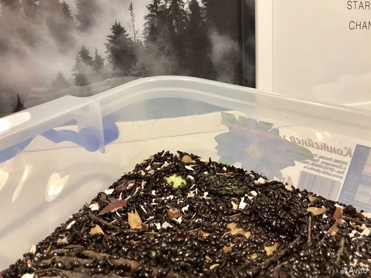 Жук Знахарь (жук чернотелка) от 100 шт