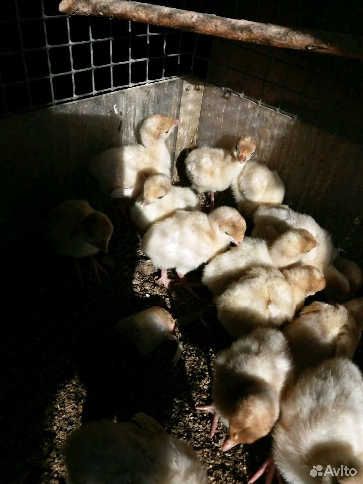 Индюшата.цыплята