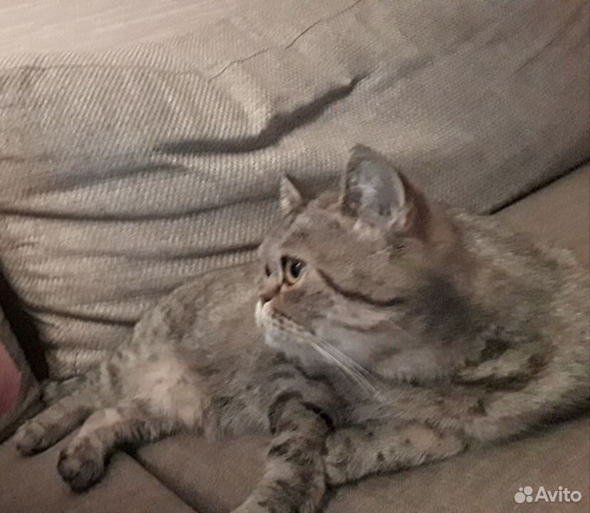 Кошка Шотландская