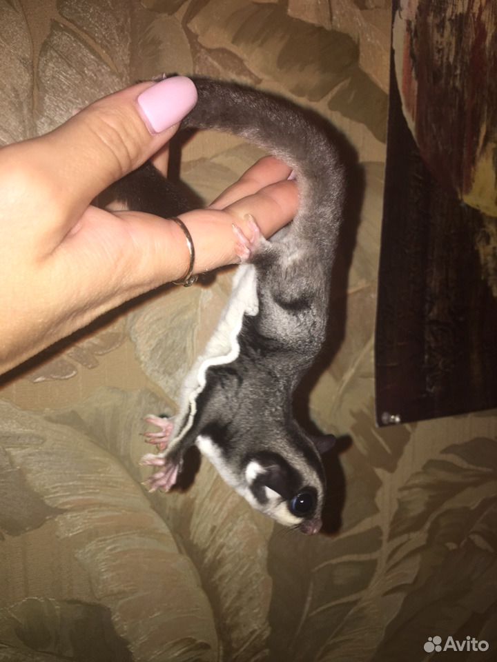 Австралийская белка летяга