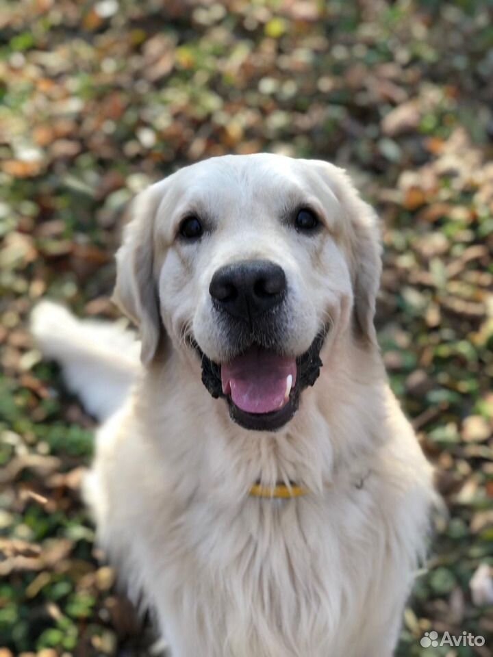 Вязка золотистый ретривер