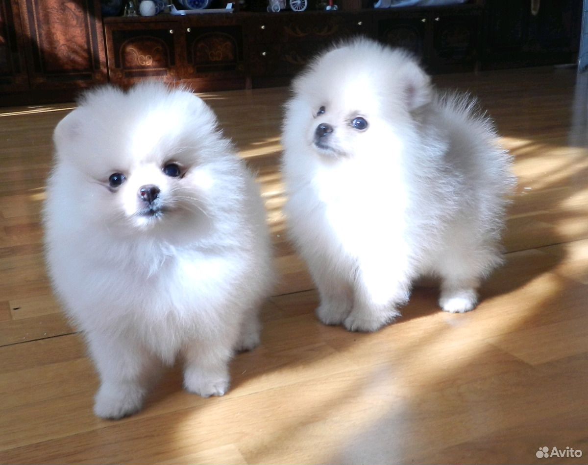 Снежок мальчик