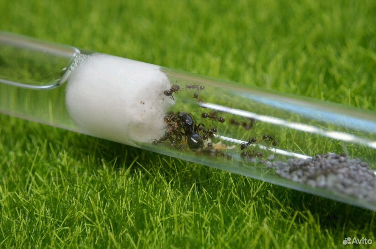 Муравьи Messor structor, Camponotus nicobarensis