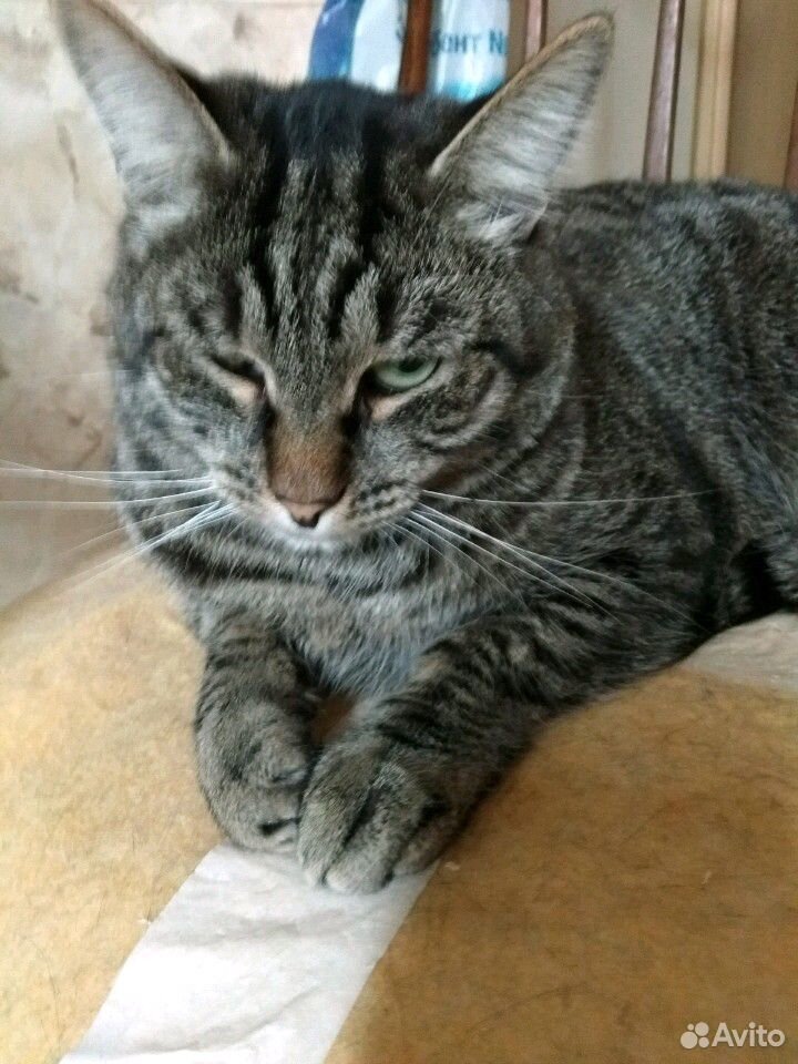 Кот Вася 4года